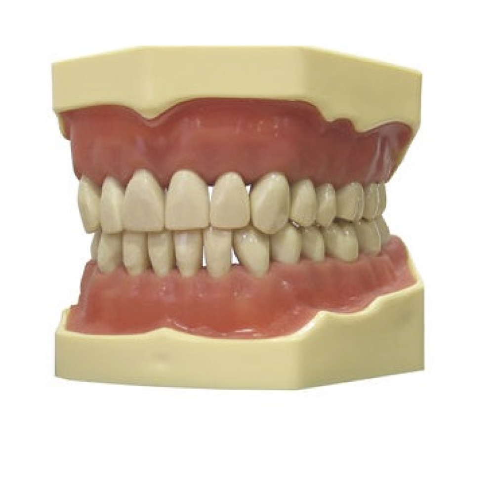DENTAL MODEL JAW AG 3