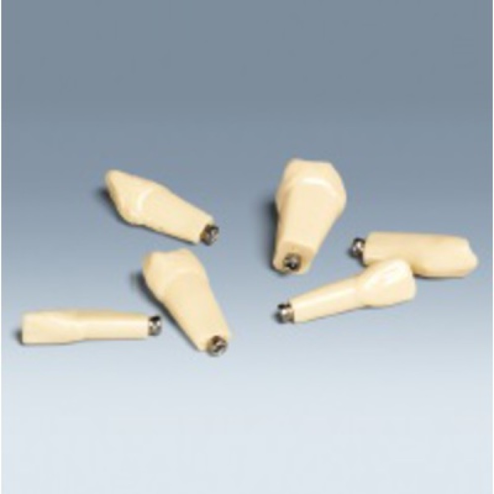 Model Teeth Adult (lower left quadrant)